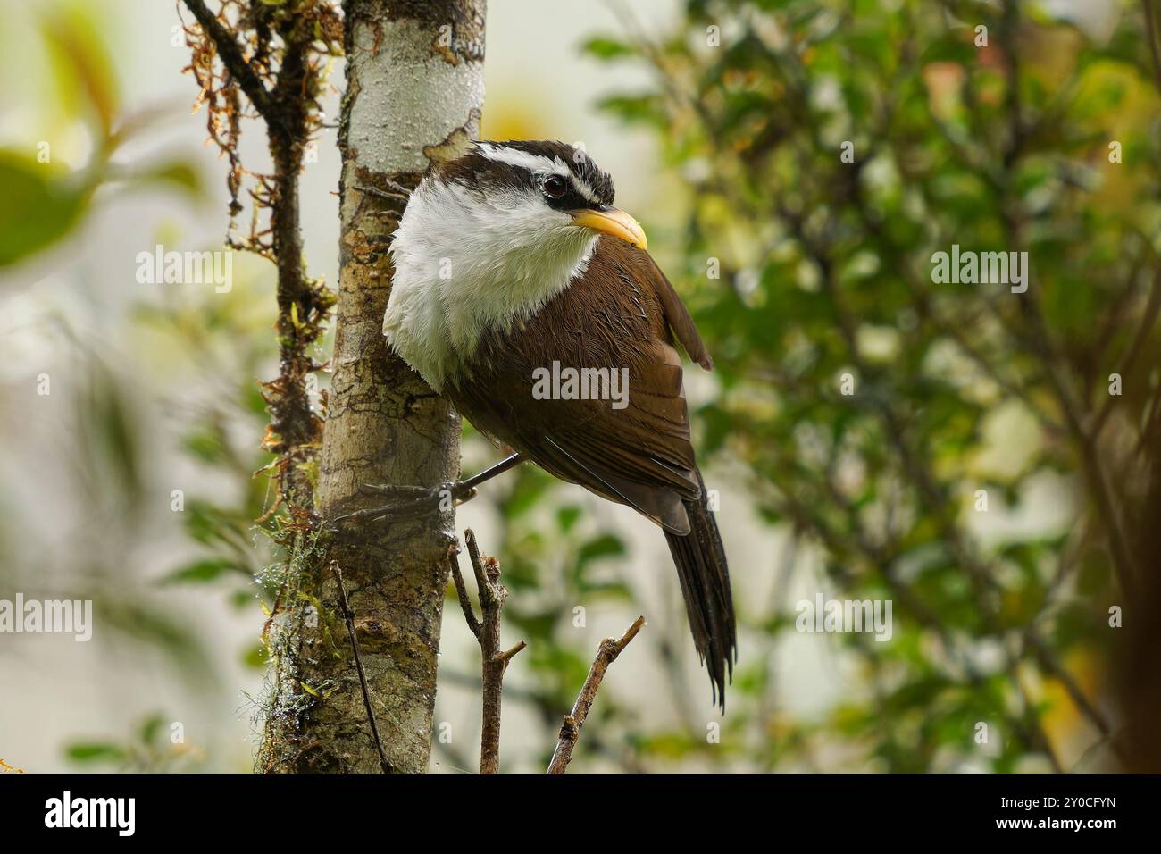 Sri Lanka scimitar babbler or Ceylon scimitar babbler Pomatorhinus ... Sri Lanka scimitar babbler or Ceylon scimitar babbler Pomatorhinus ...