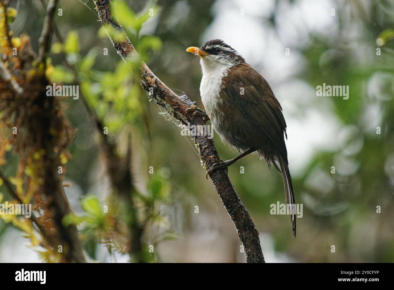 Sri Lanka scimitar babbler or Ceylon scimitar babbler Pomatorhinus ... Sri Lanka scimitar babbler or Ceylon scimitar babbler Pomatorhinus ...