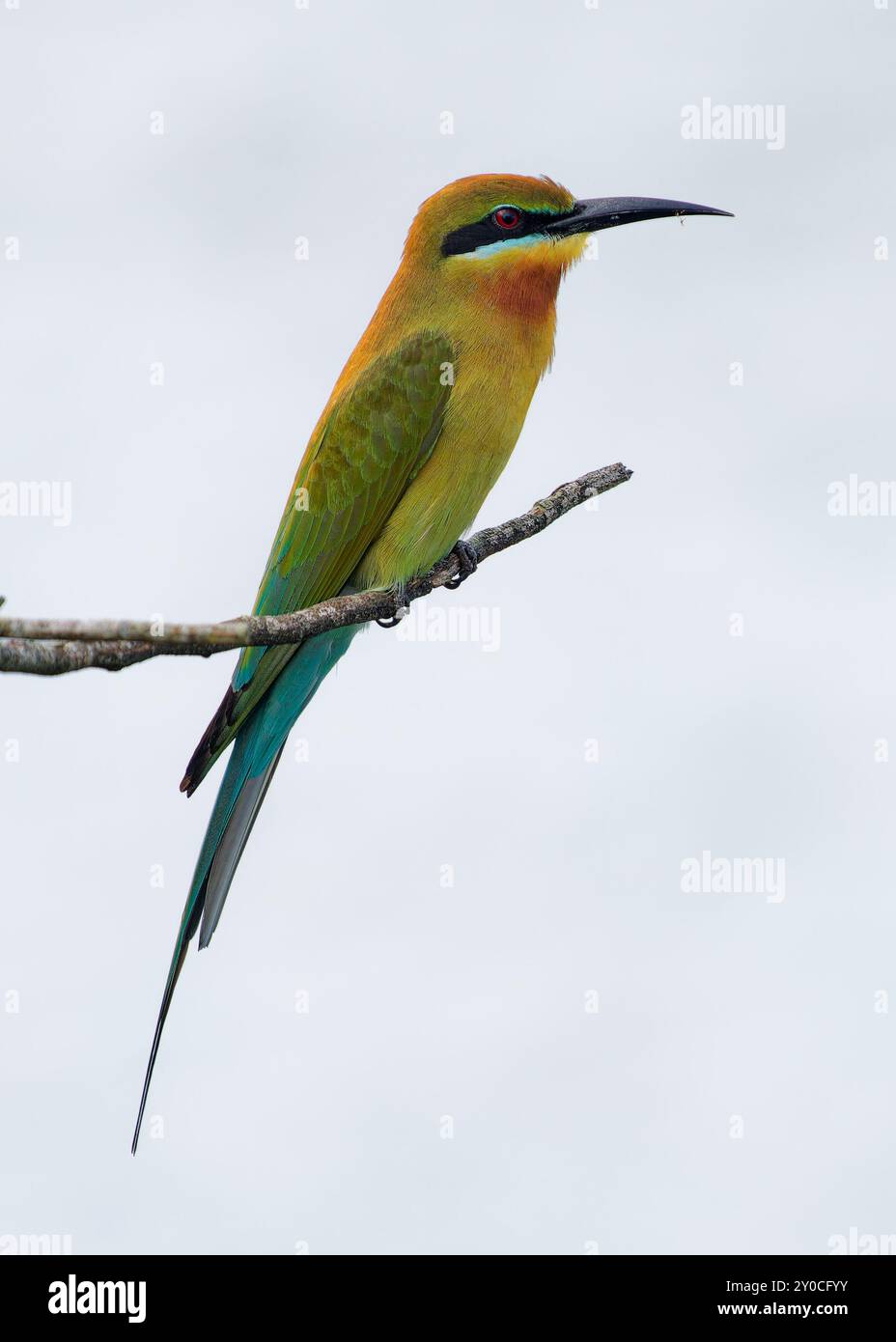 Blue-tailed bee-eater Merops philippinus near passerine bird in Meropidae distributed across ...