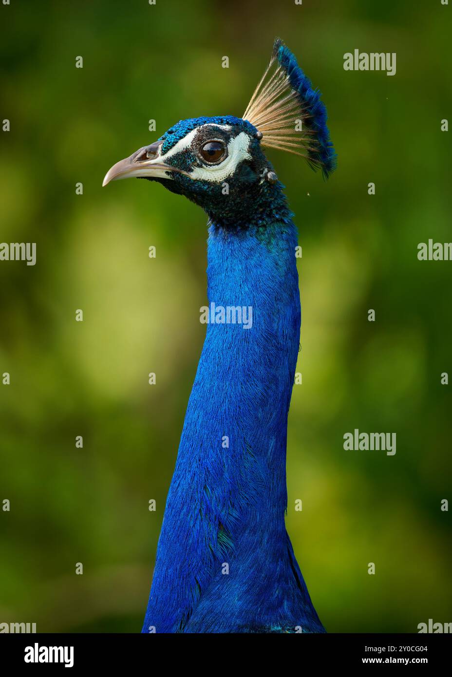 Indian Peafowl (Peacock) Pavo cristatus big asian bird with beautiful ...