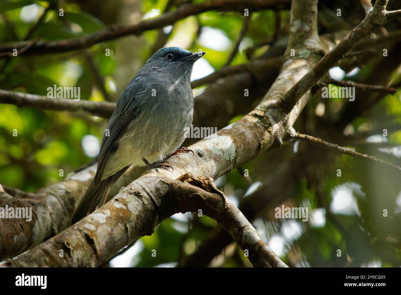 Dull-blue flycatcher Eumyias sordidus small passerine bird in ...