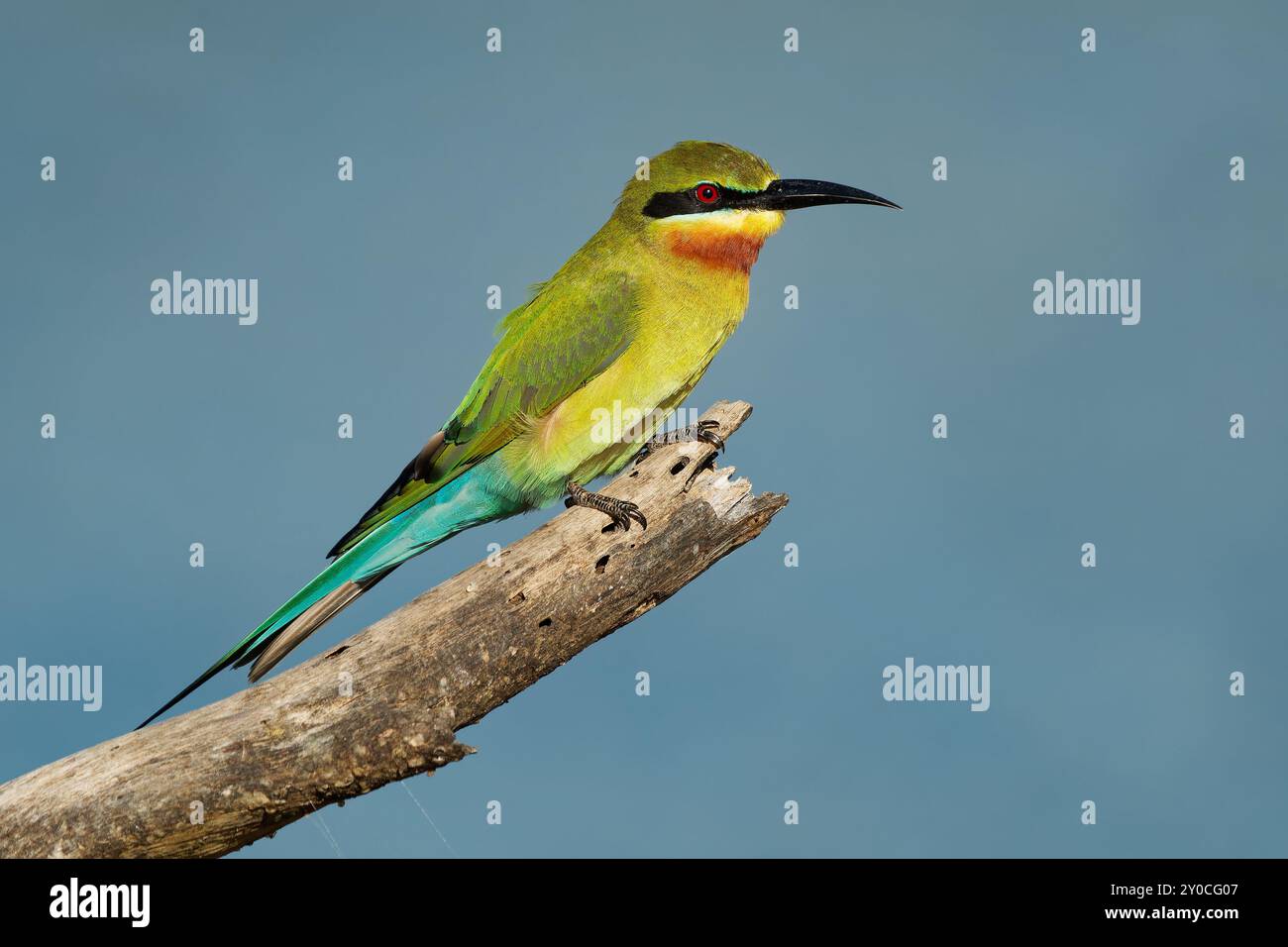 Blue-tailed bee-eater Merops philippinus near passerine bird in Meropidae distributed across ...