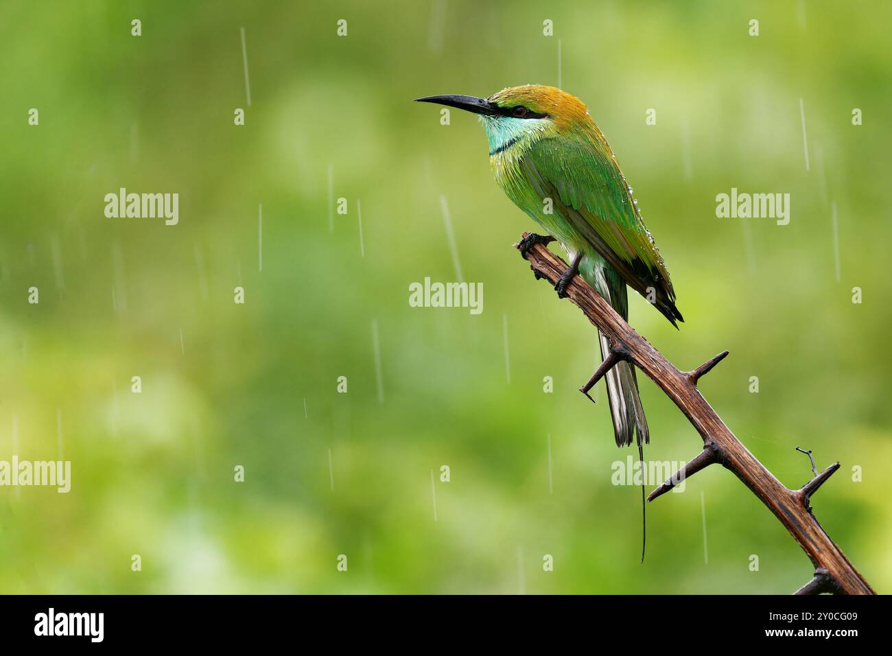 Asian green bee-eater Merops orientalis also Little green bee-eater, bird in Sri Lanka widely ...