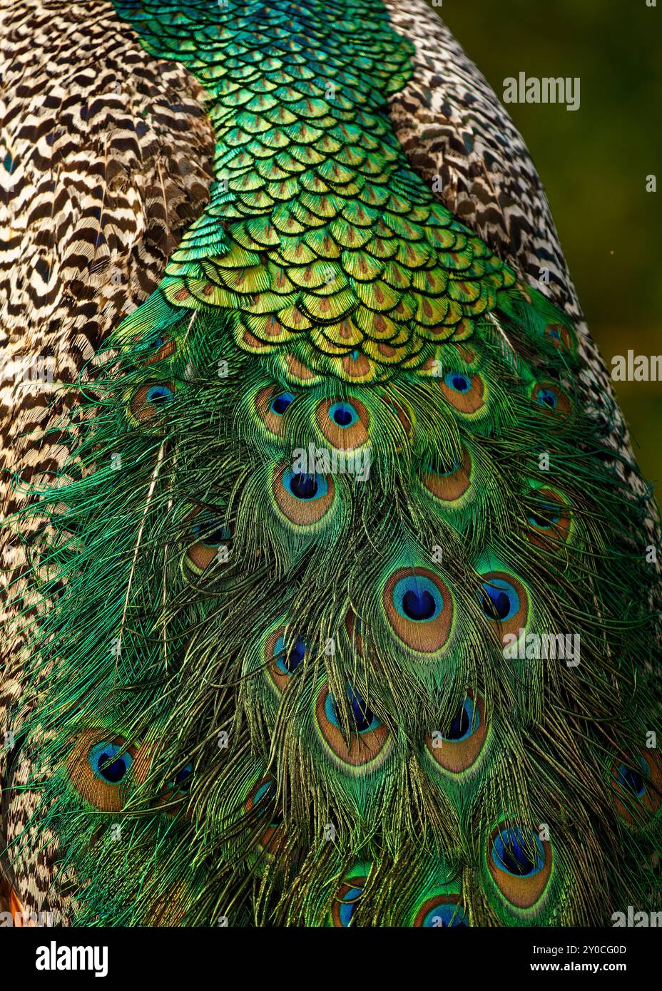 Indian Peafowl (Peacock) Pavo cristatus big asian bird with beautiful ...