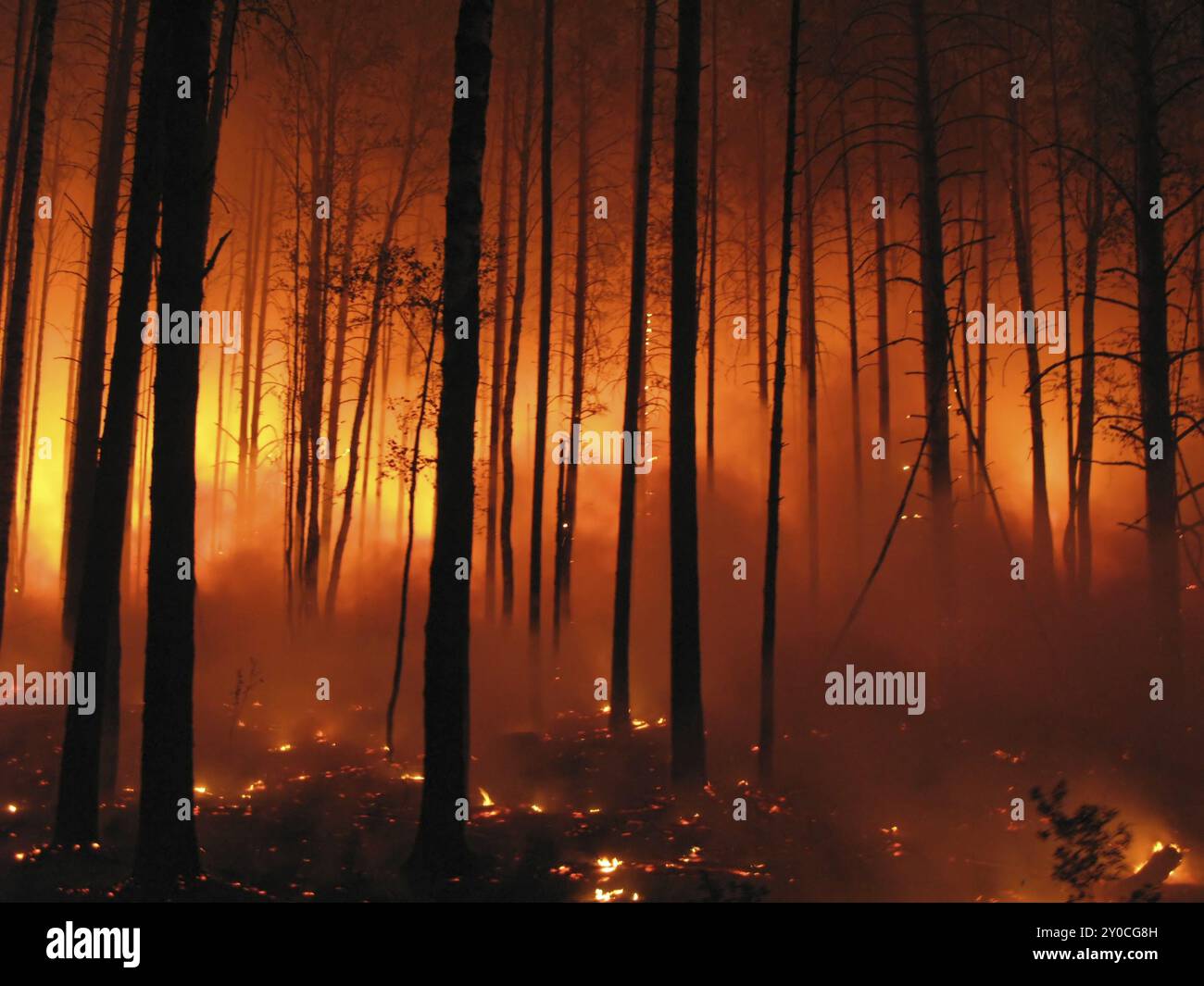 No smoking in forest hi-res stock photography and images - Alamy