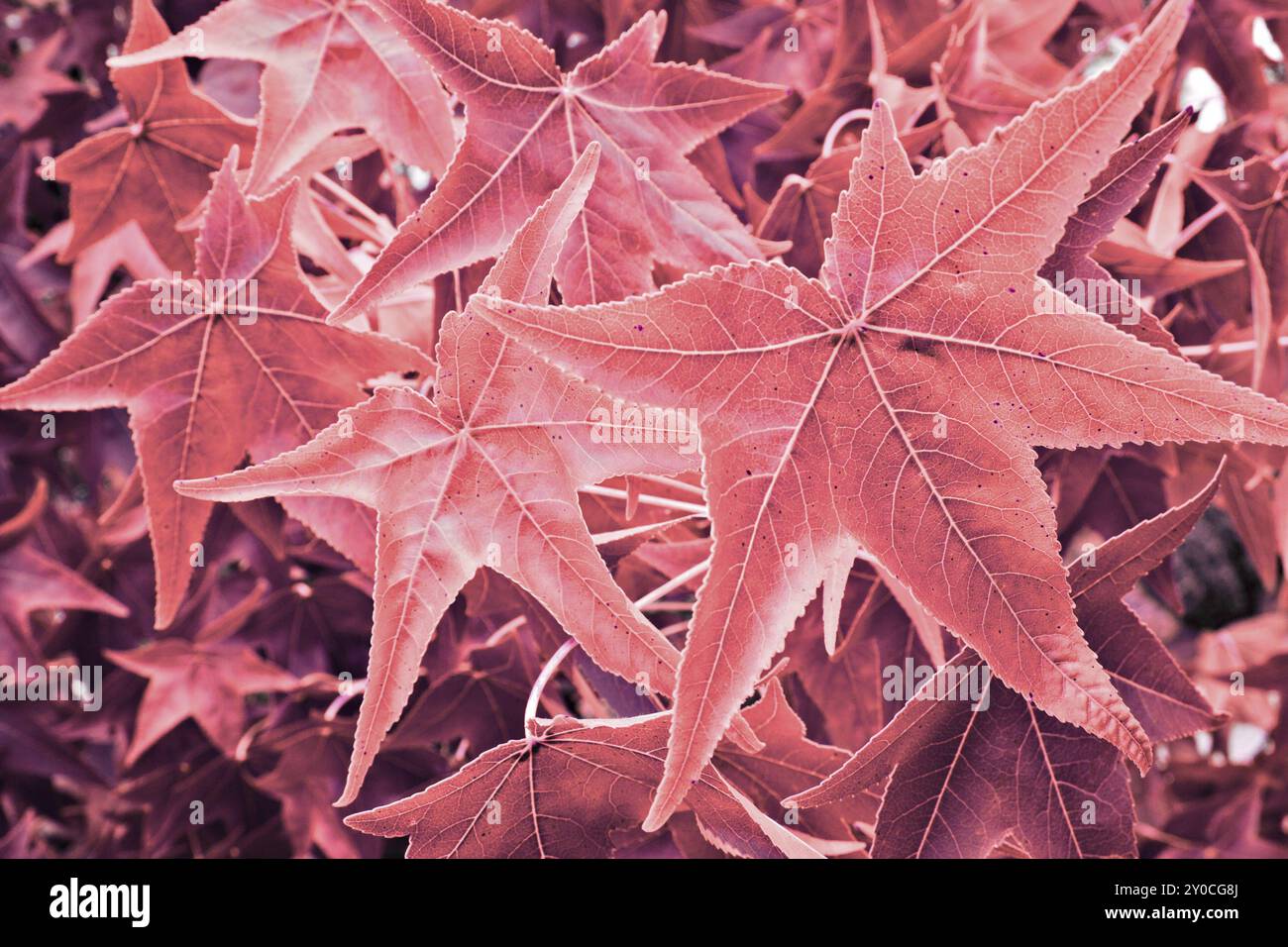 Maple leaves colorized Stock Photo - Alamy