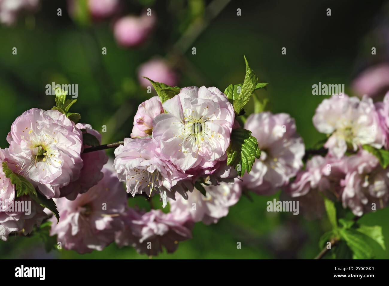 Almond blossoms (Prunus triloba Plena) . Flowers closeup Stock Photo ...