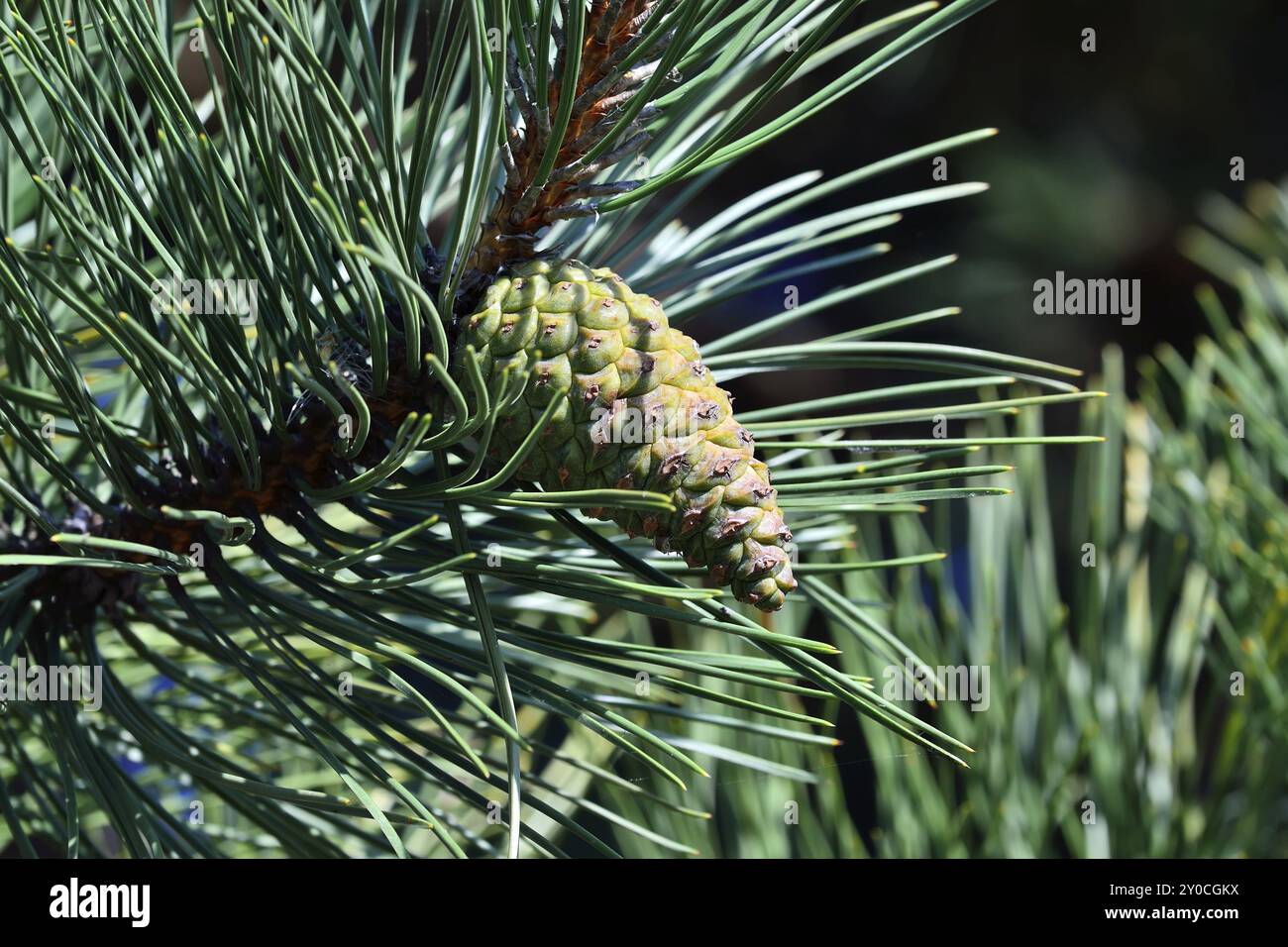 Pinus mugo (mountain pine) . Cone and needles closeup Stock Photo - Alamy