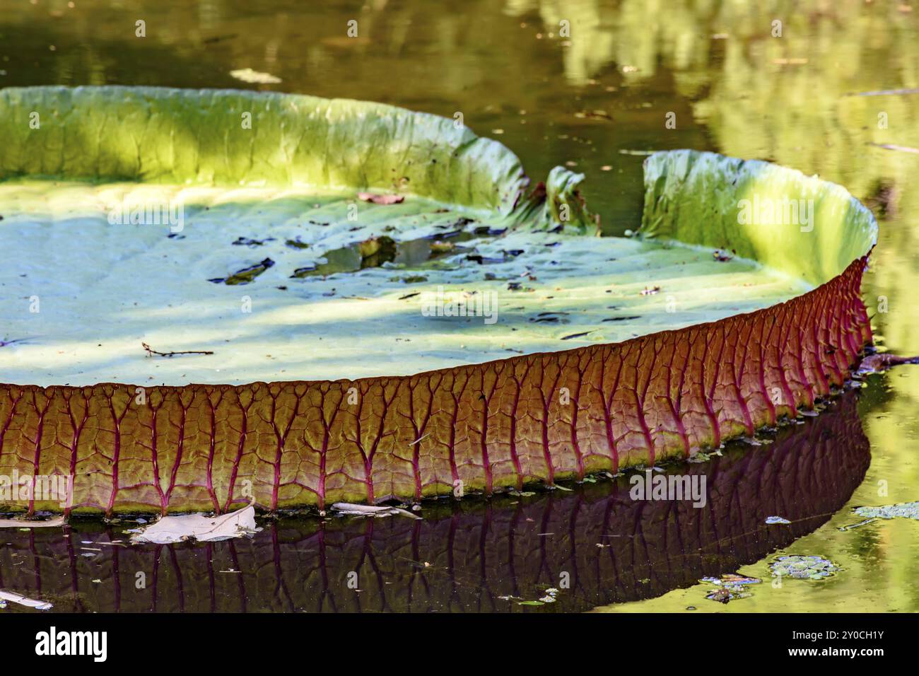 Victoria regia, aquatic plant typical of the Amazon region, floating on ...
