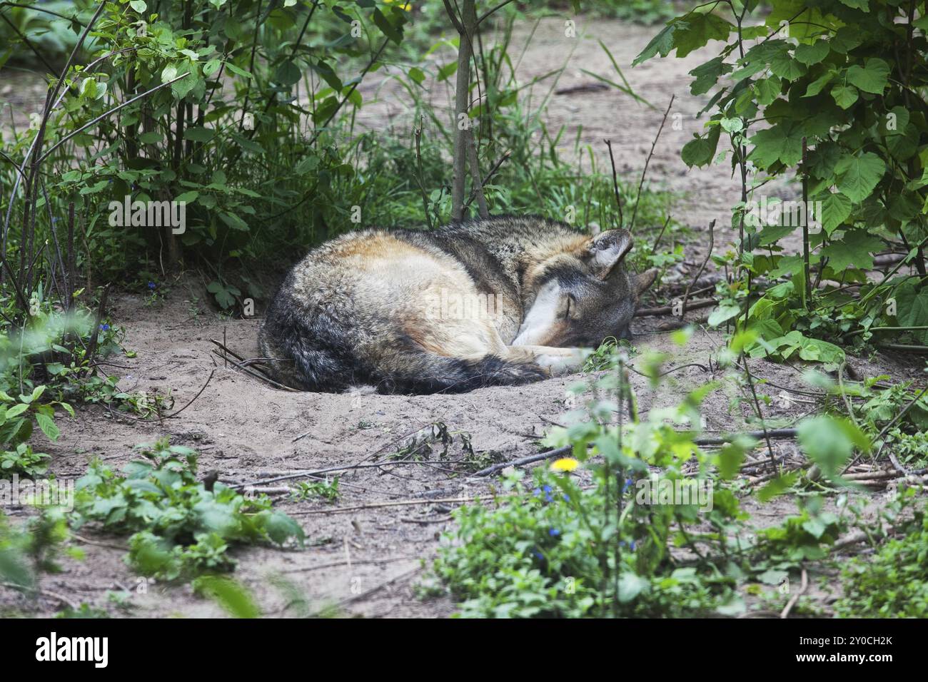 Wolf sleeping alone curled up on the ground Stock Photo - Alamy