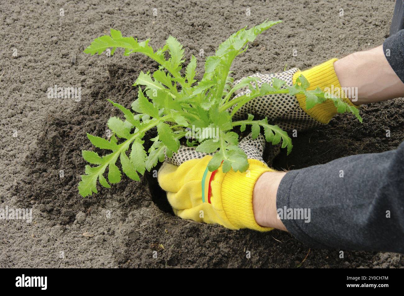 Planting shrubs, shrub planting Stock Photo - Alamy