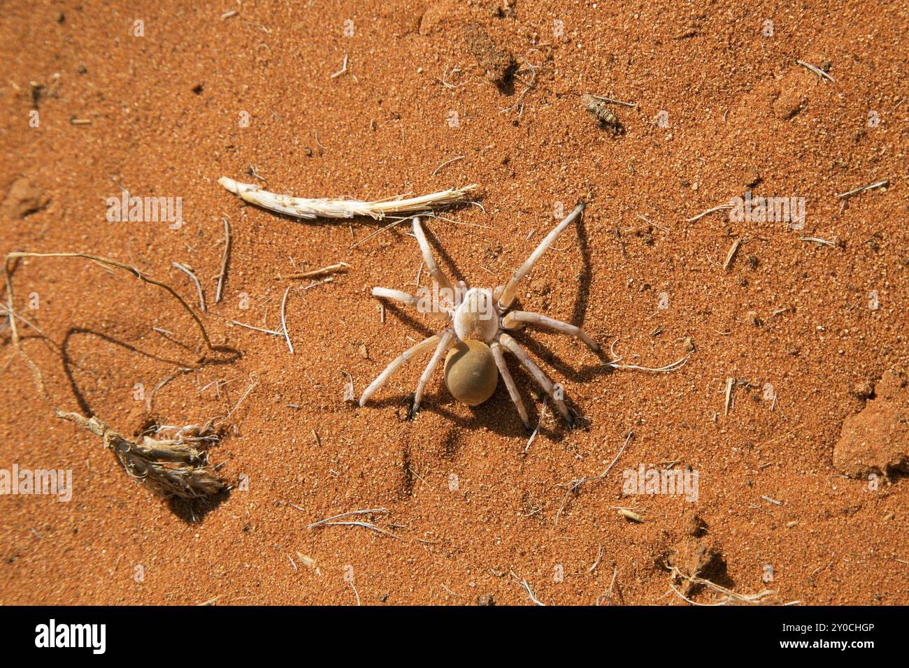 Dancing white lady spider Stock Photo - Alamy