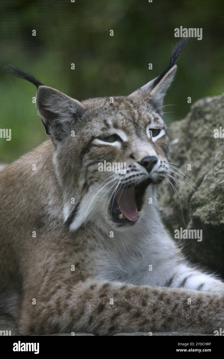 Eurasian lynx (northern lynx Stock Photo - Alamy