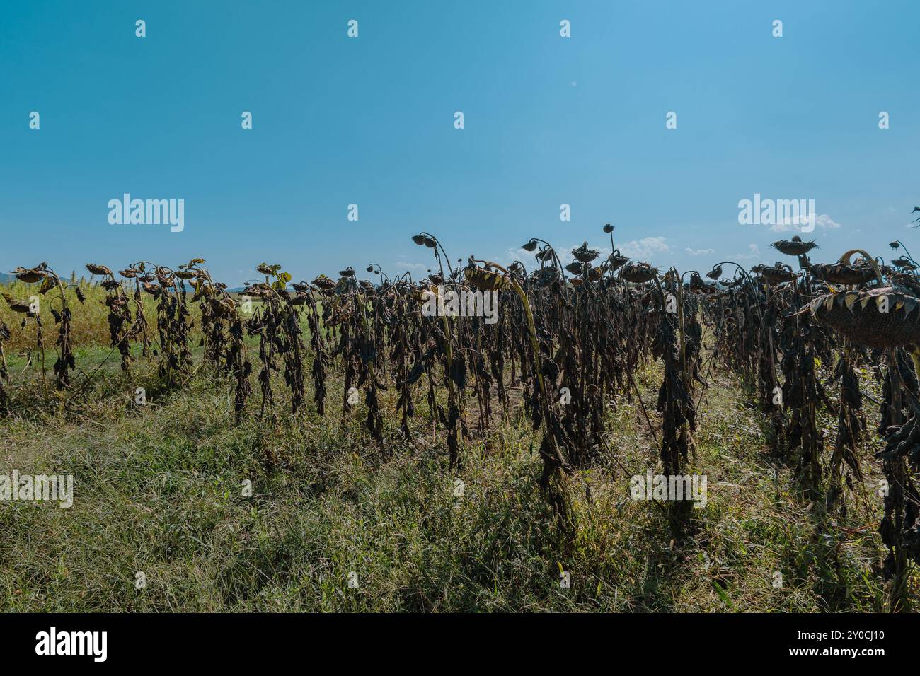 Field full of black dead sunflowers. Beautiful plants all burnt out and ...