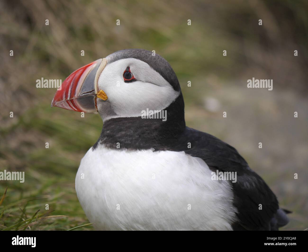 Atlantic puffins in icelands hi-res stock photography and images - Alamy