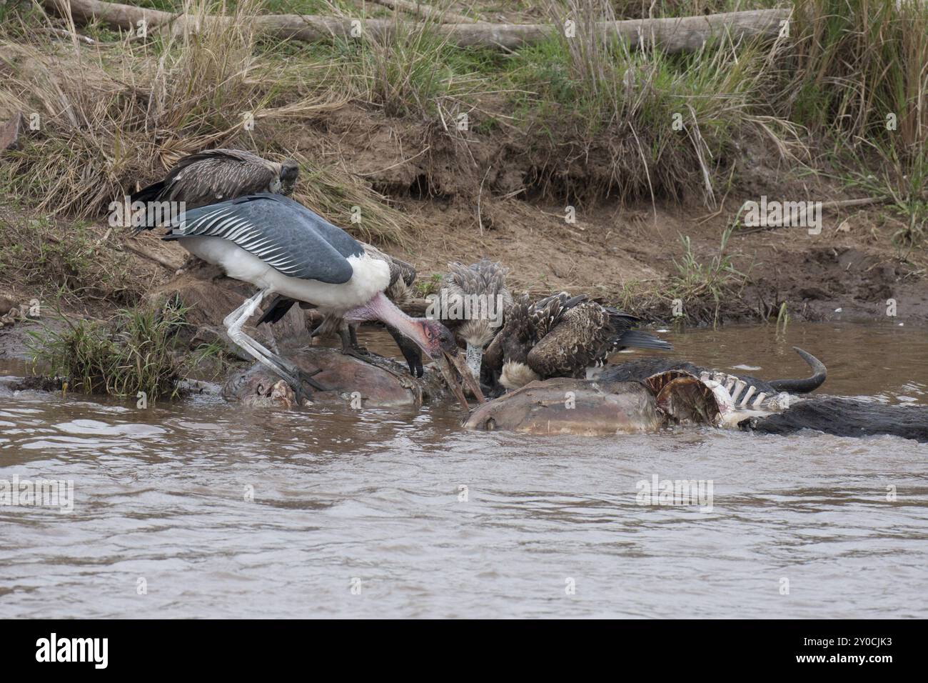 Marabou and vultures feeding on a dead wildebeest in the Mara River ...