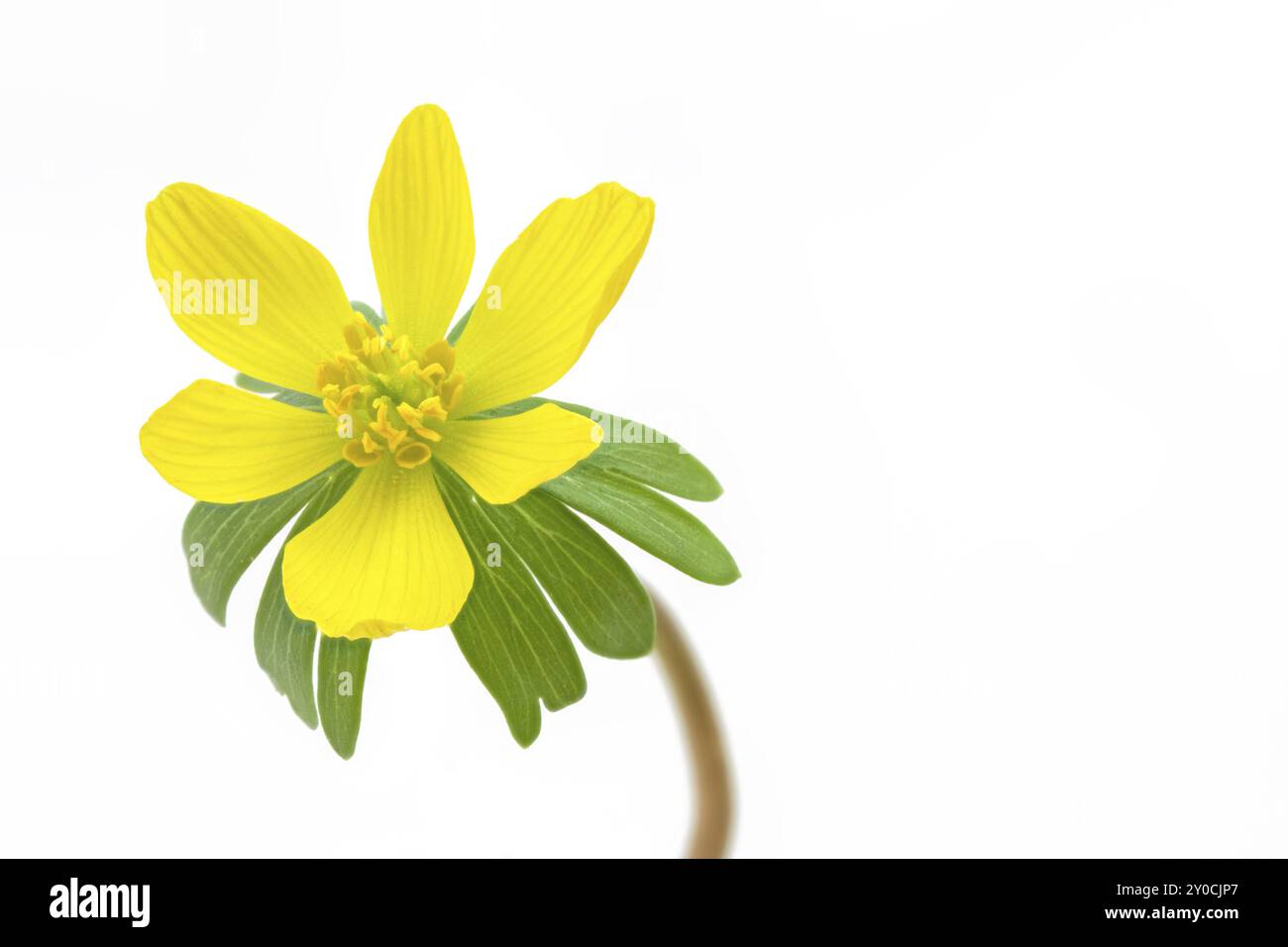 Winter aconite (Eranthis hyemalis), exposed Stock Photo - Alamy