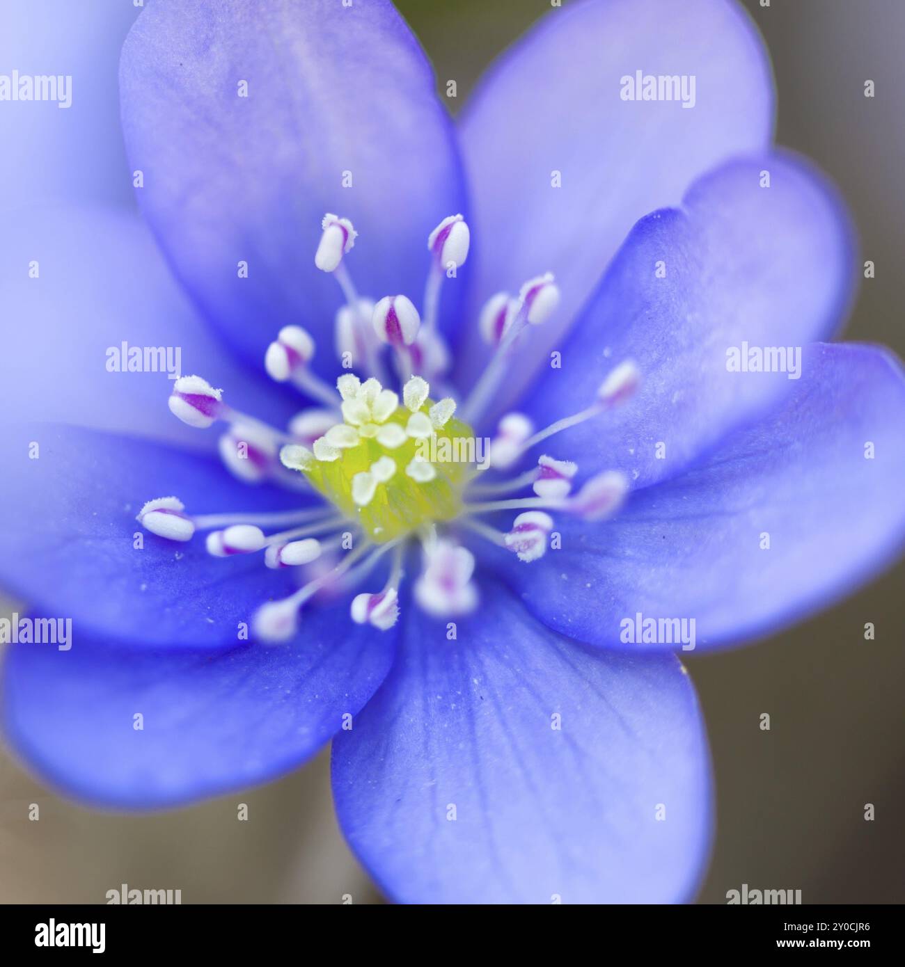 Liverwort (Hepatica nobilis), close-up Stock Photo - Alamy