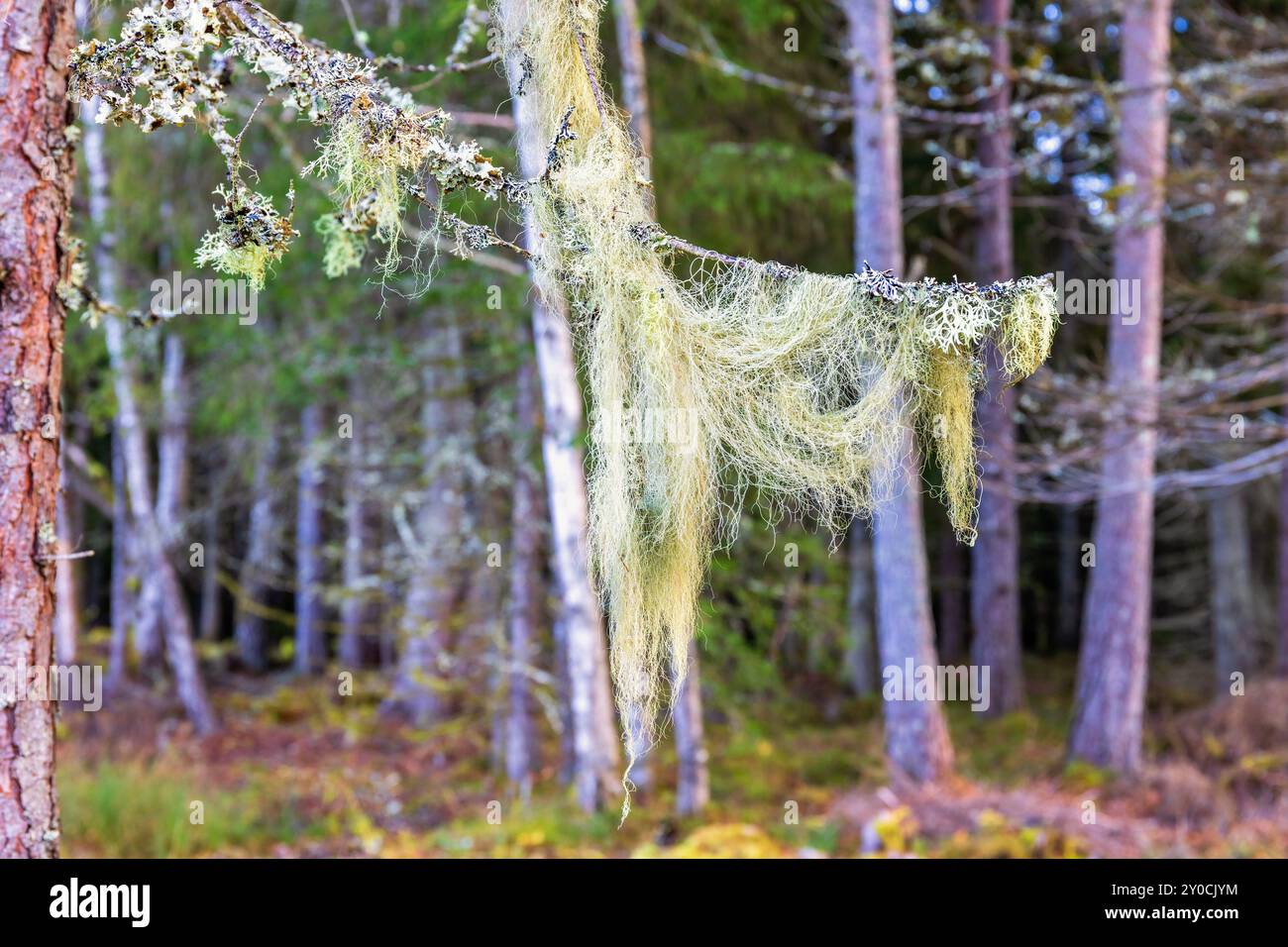 Coniferous forest with Beard lichen on a tree branches Stock Photo - Alamy