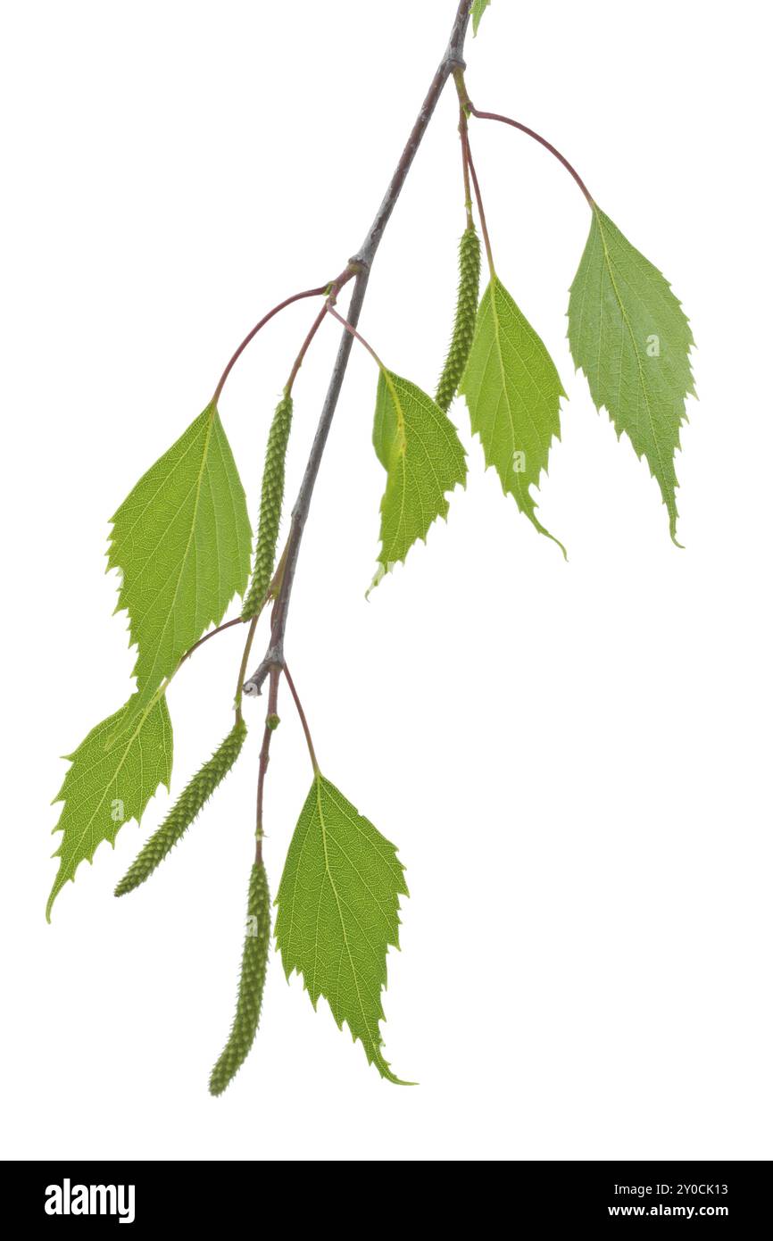 Birch tree patterns Cut Out Stock Images & Pictures - Alamy