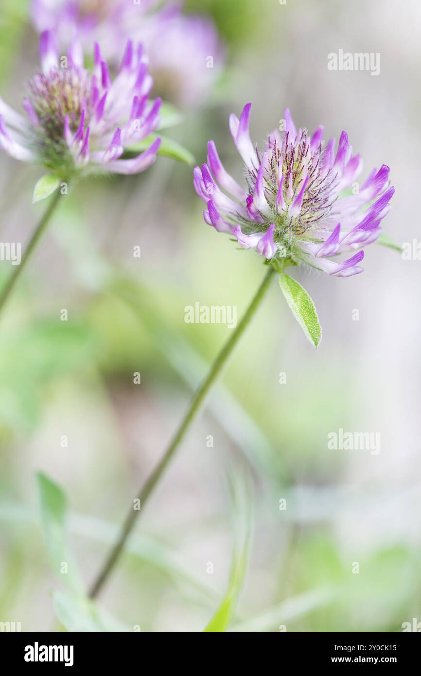 Flowering clover (Trifolium), close-up Stock Photo - Alamy