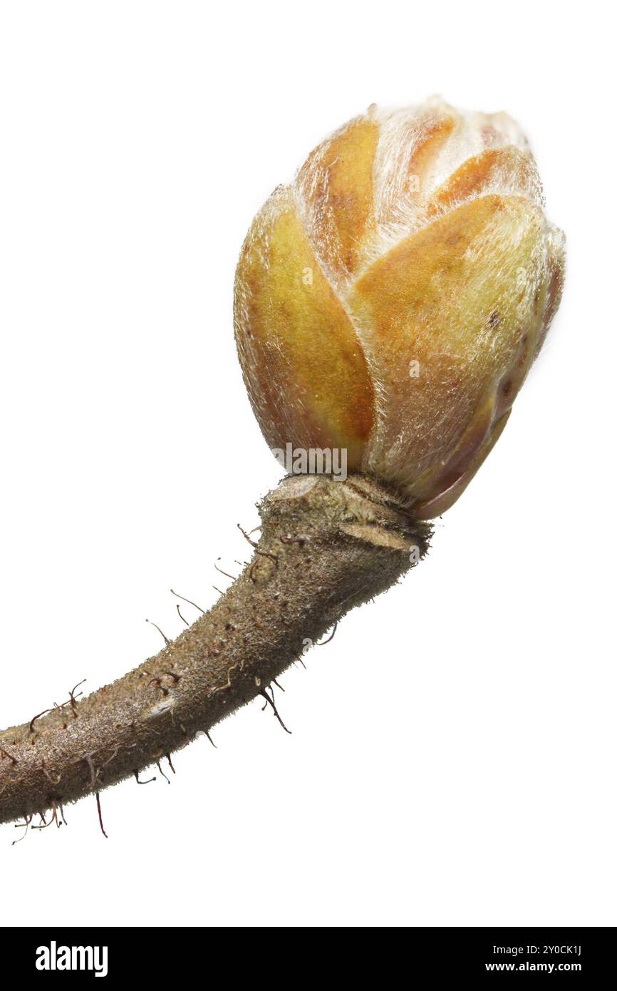 Corylus avellana contorta isolated hi-res stock photography and images ...