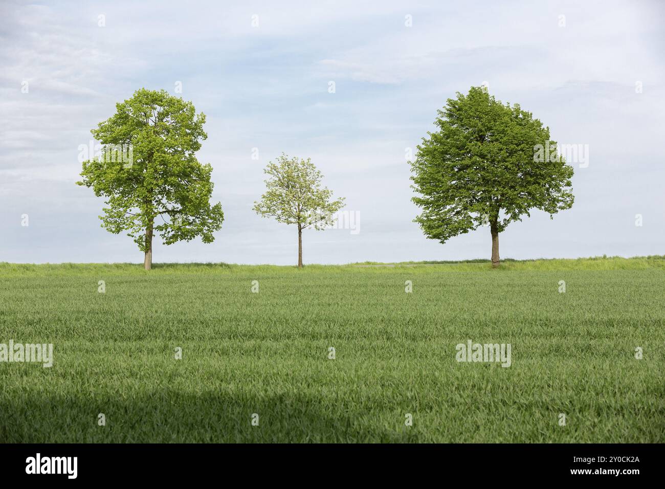 Trees with fresh green in spring, Germany, Europe Stock Photo - Alamy