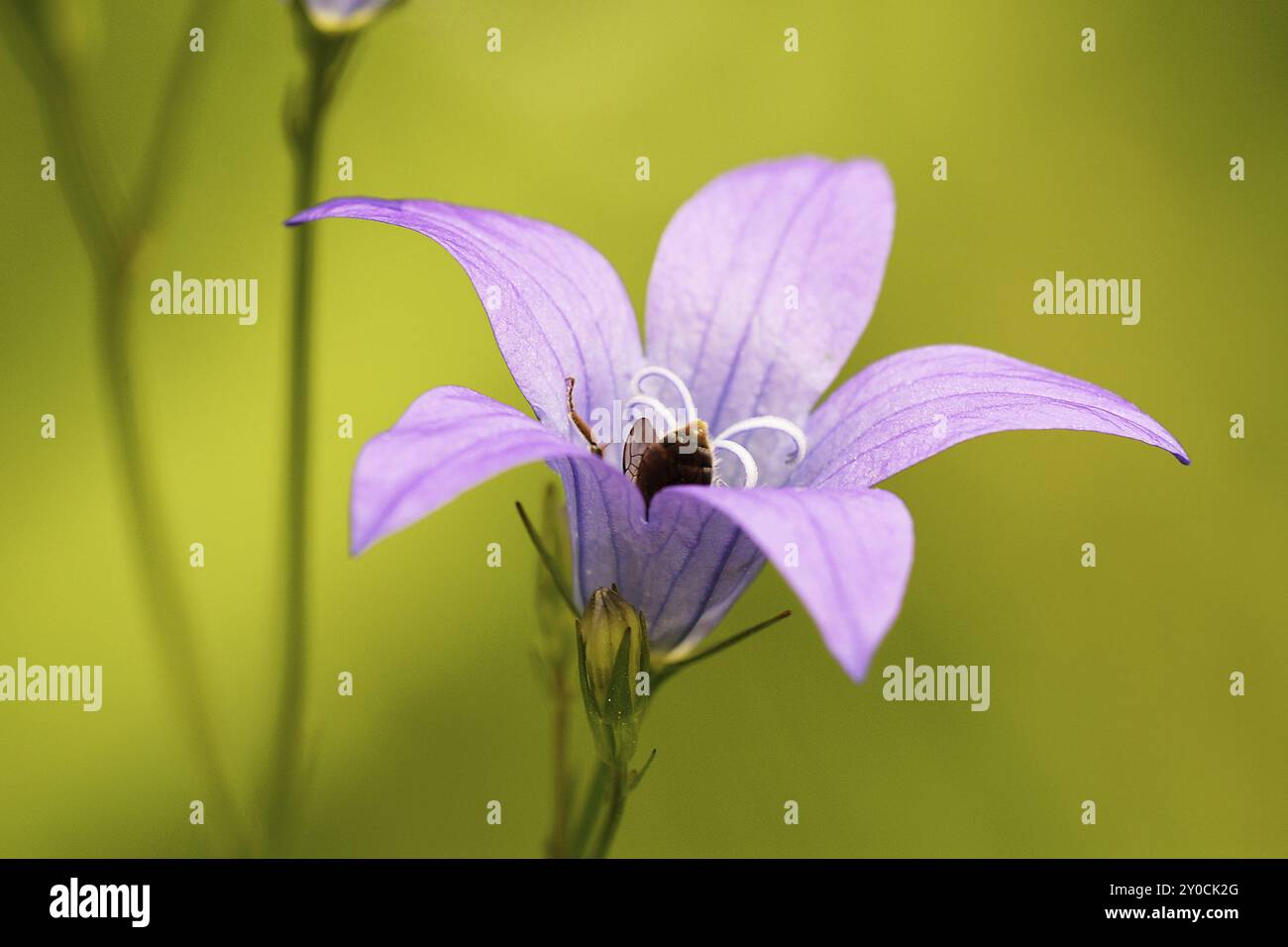 Bell flower with insect, Bell flower with insect Stock Photo - Alamy