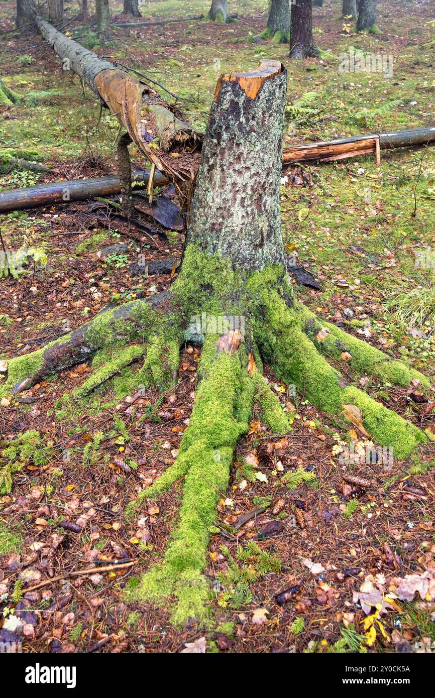 Moss on tree green tree hi-res stock photography and images - Alamy