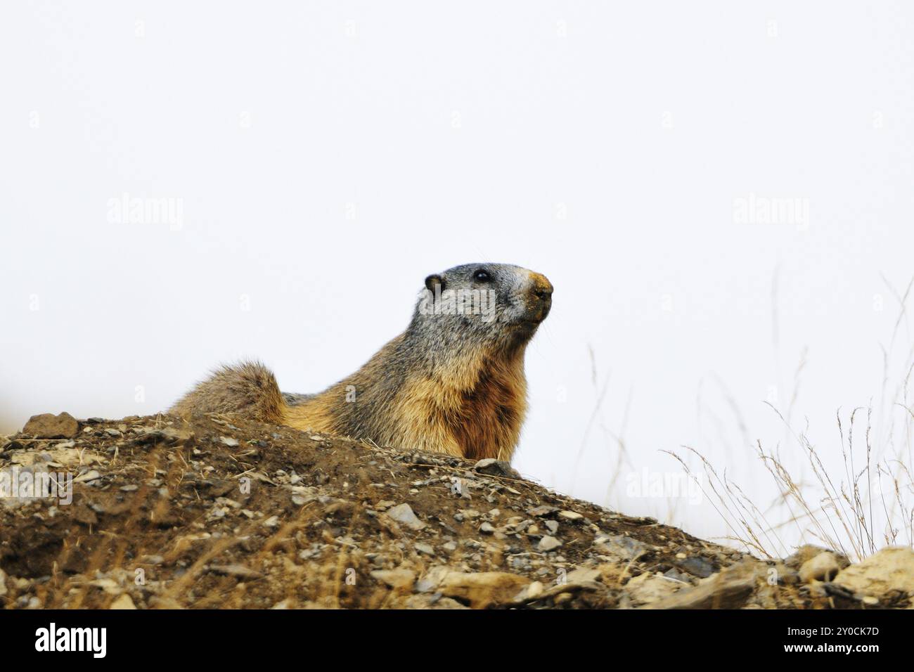 Marmot observe their environment Stock Photo - Alamy