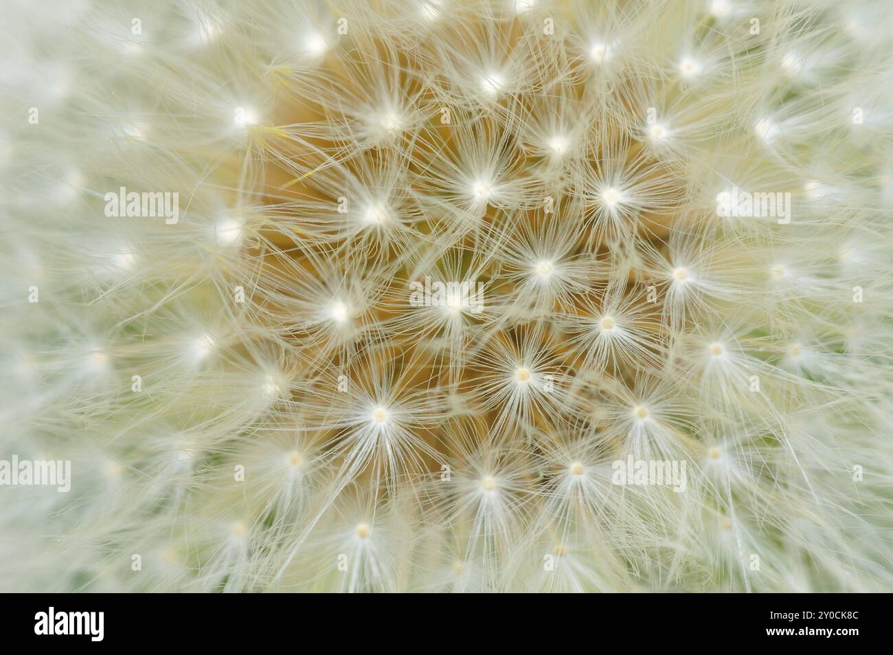 Dandelion Close Up Dandelion Close Up Stock Photo Alamy