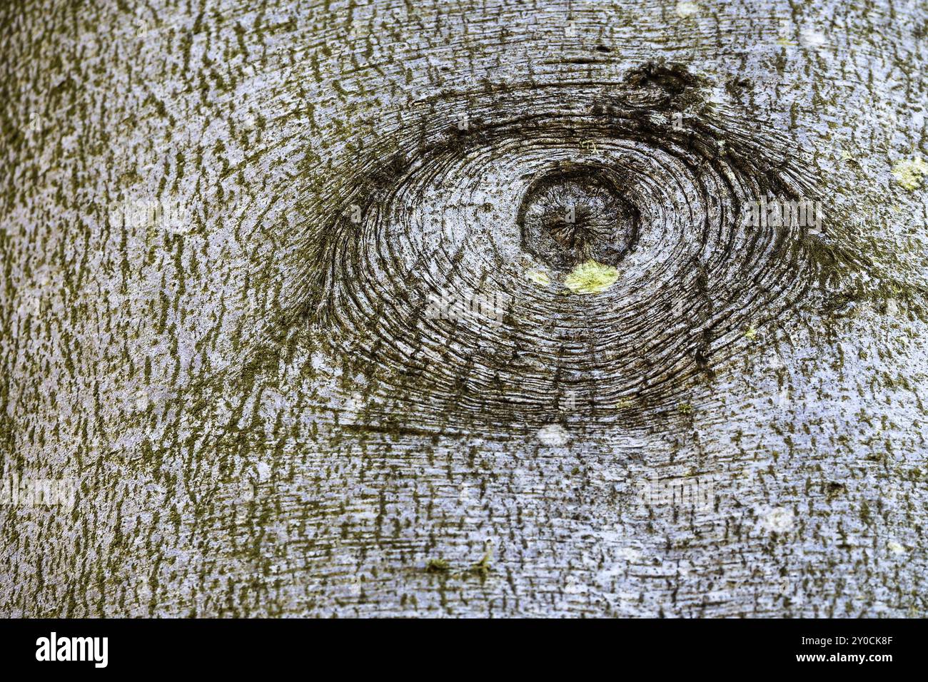 Knothole in a tree Stock Photo - Alamy