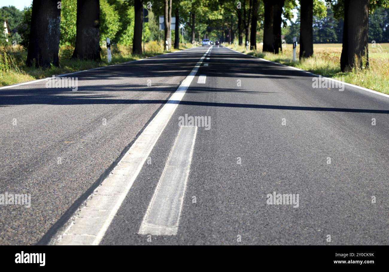 Country road with alley in worm´s eye view Stock Photo - Alamy