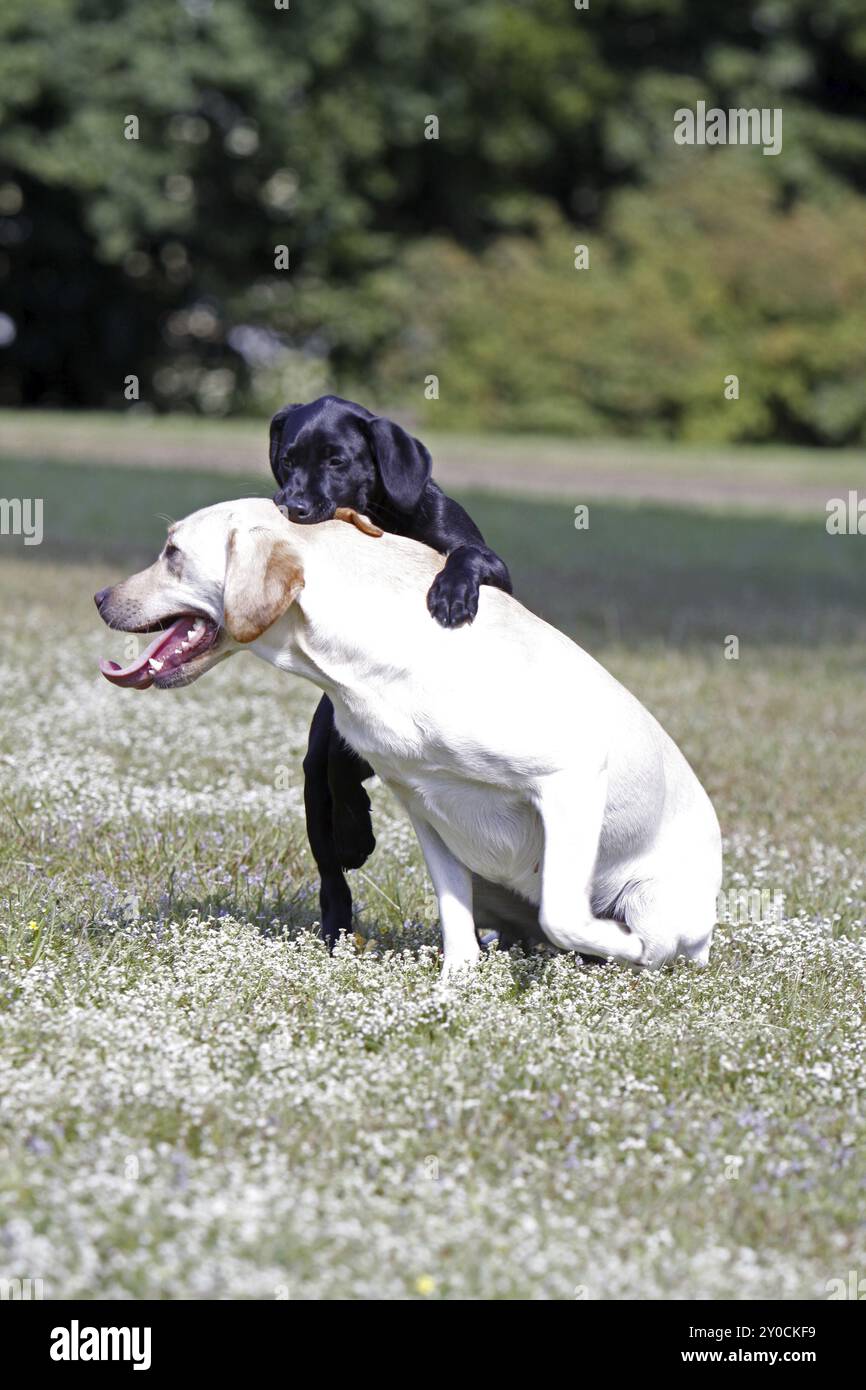 Playing Labrador Retrievers, including a black puppy Stock Photo - Alamy
