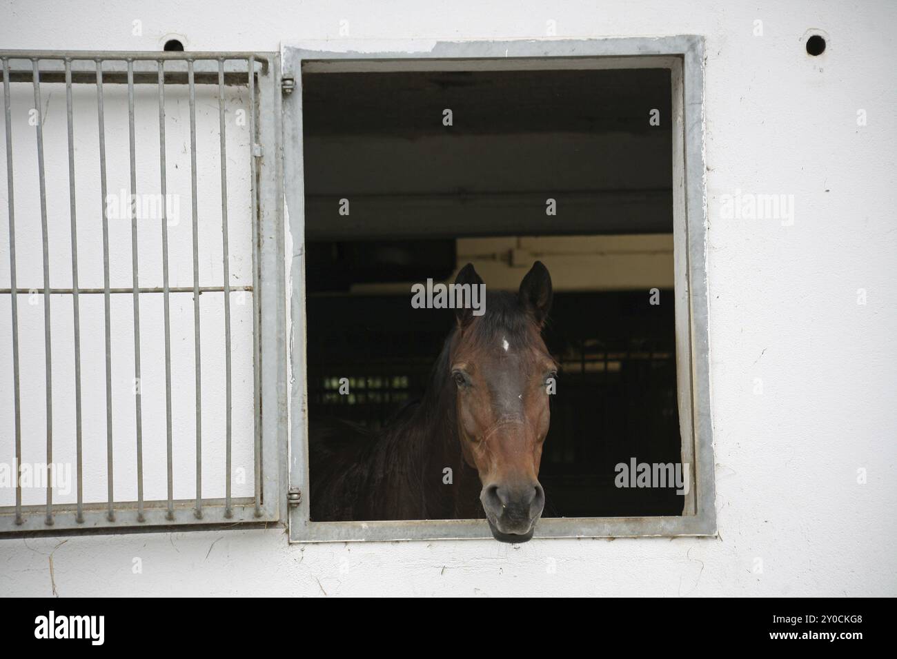 Horse looks out of stable window Stock Photo - Alamy