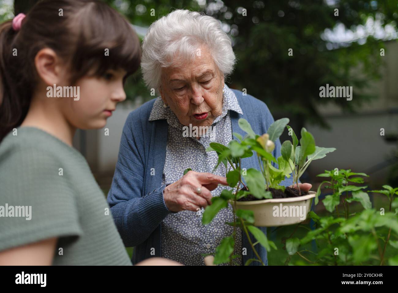 Grandmother teaching granddaughter to work in garden. Girl helping ...