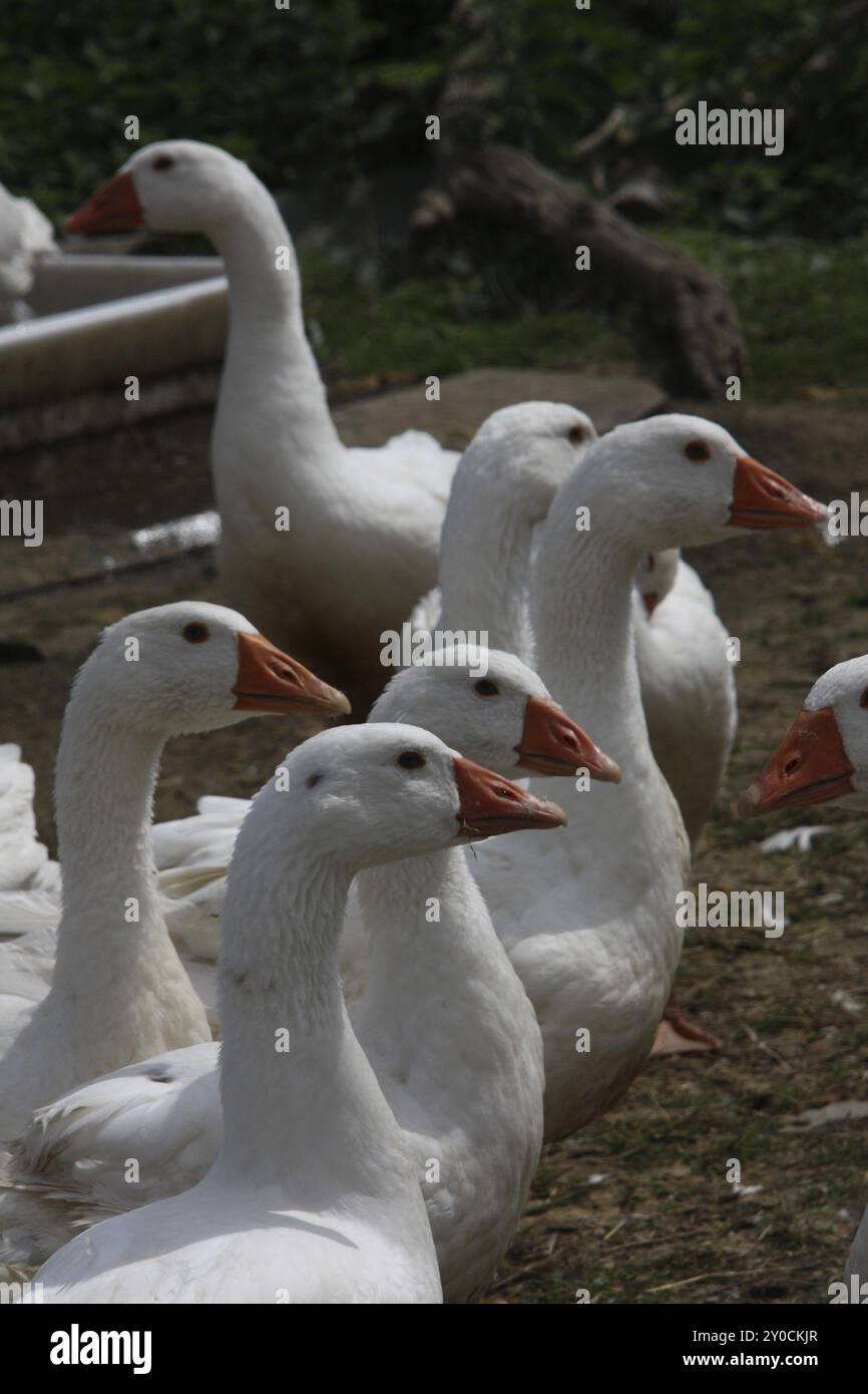 Domestic lifes hi-res stock photography and images - Alamy