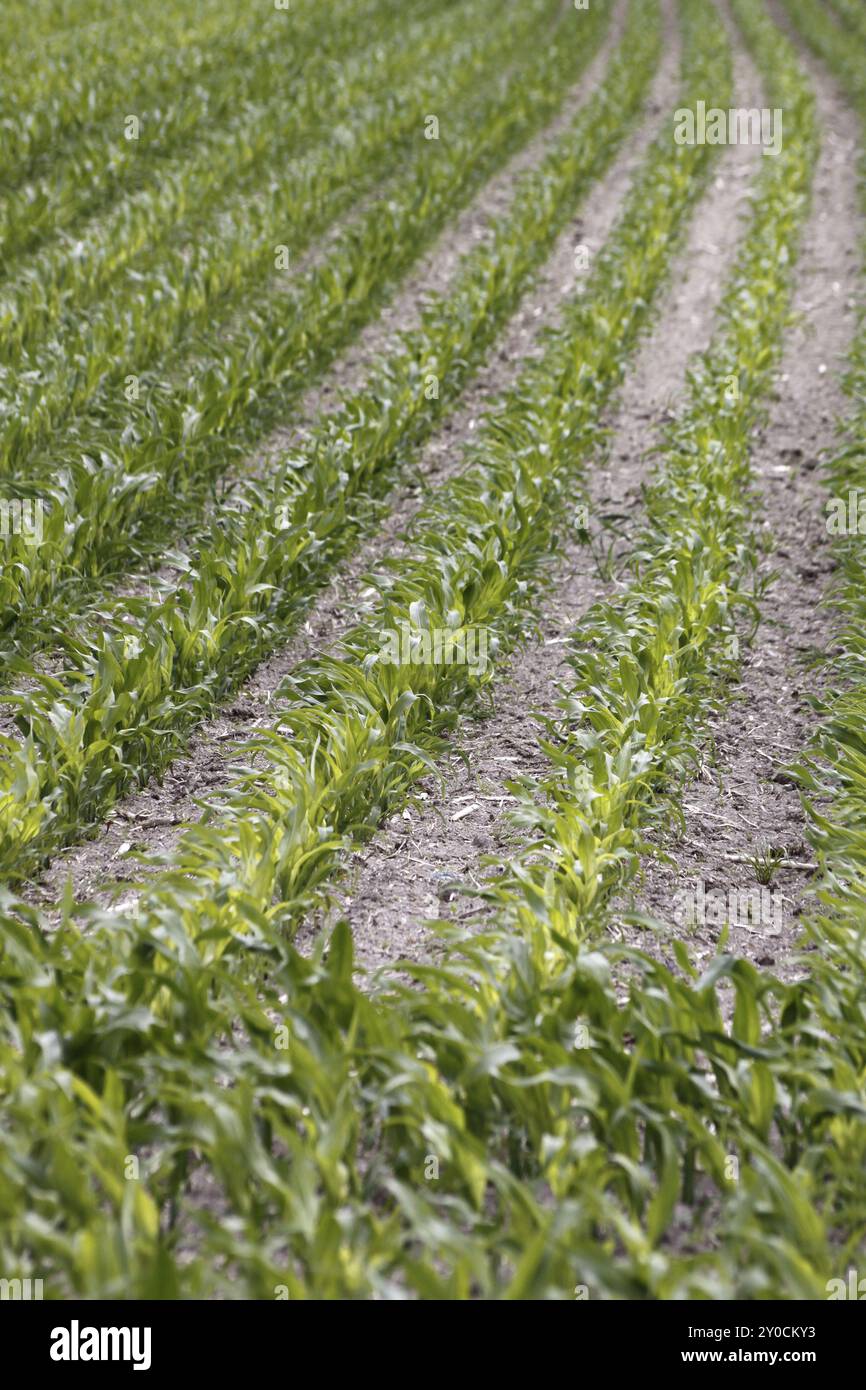 Field with young maize plants Stock Photo - Alamy