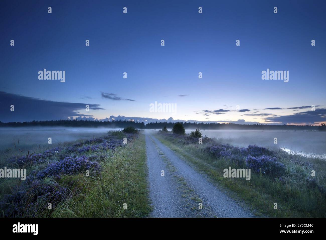 Ground road in dusk through swamp, Drenthe, Netherlands Stock Photo - Alamy