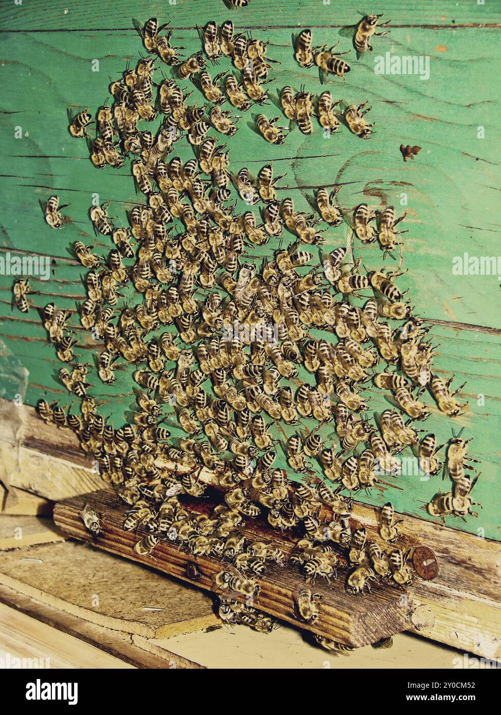 Bee species range hi-res stock photography and images - Alamy