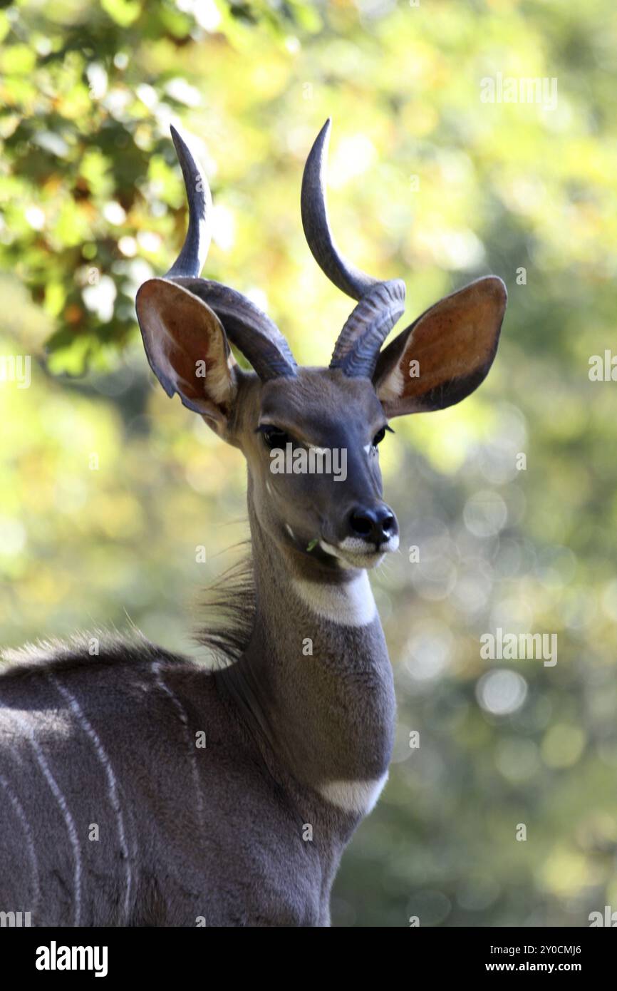 Male lesser kudu tragelaphus hi-res stock photography and images - Alamy