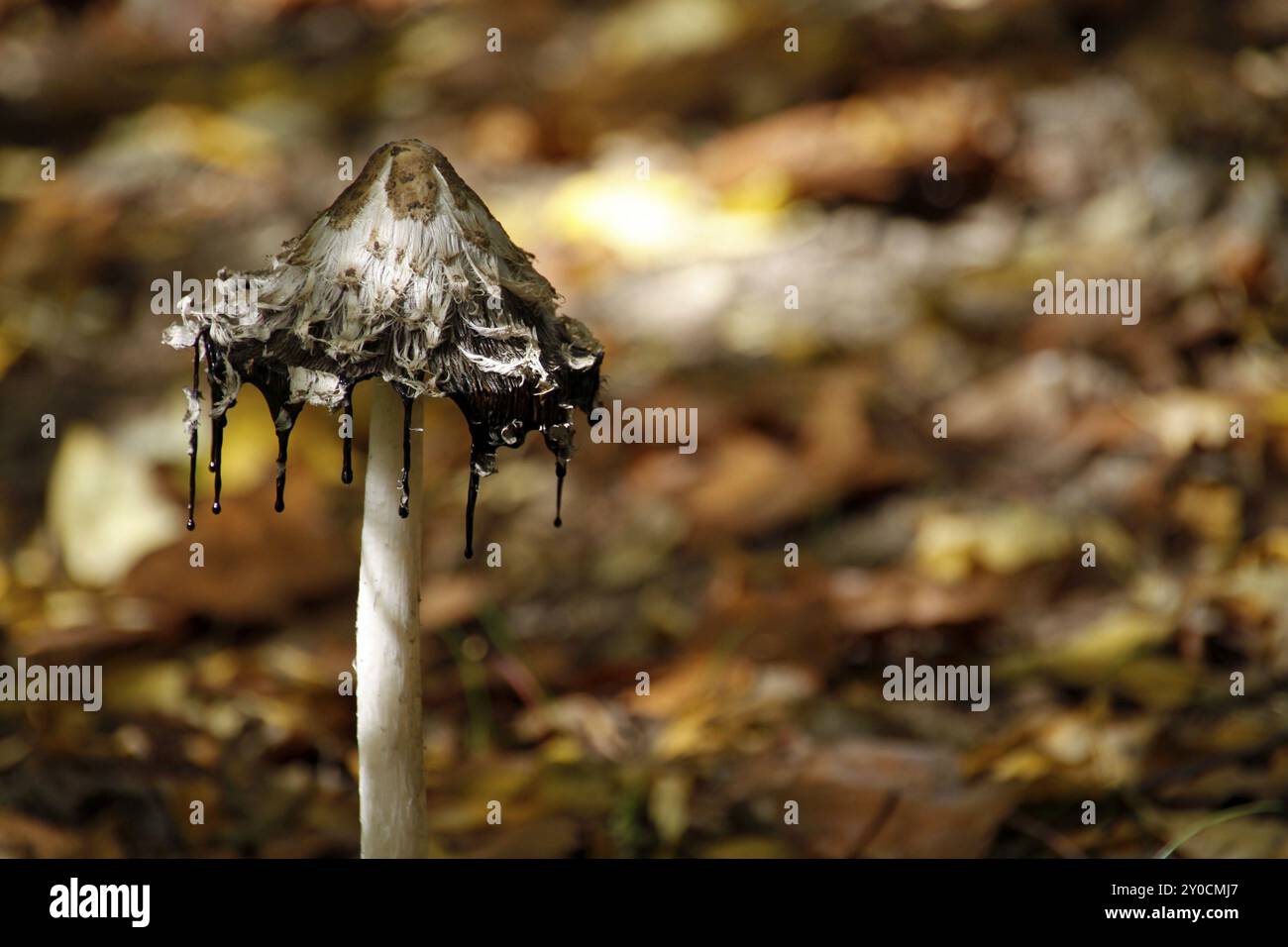Melting crested scorpionfish Stock Photo - Alamy