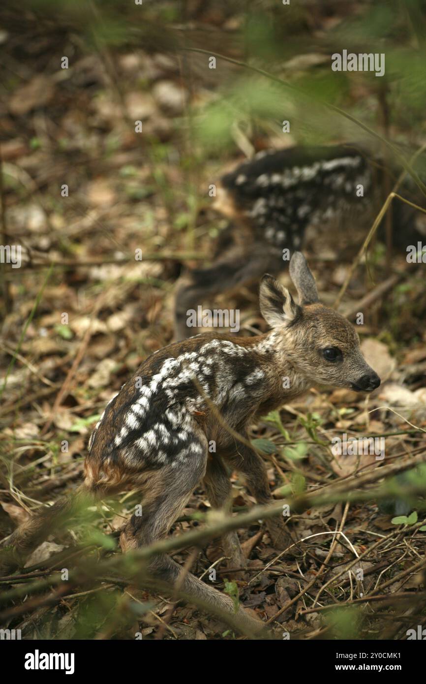 Two fawns that appear to have just been born (wildlife, photographed in ...