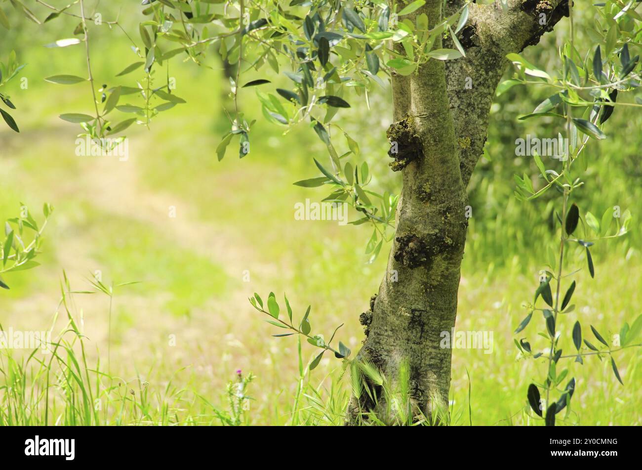 Close up olive groves hi-res stock photography and images - Alamy