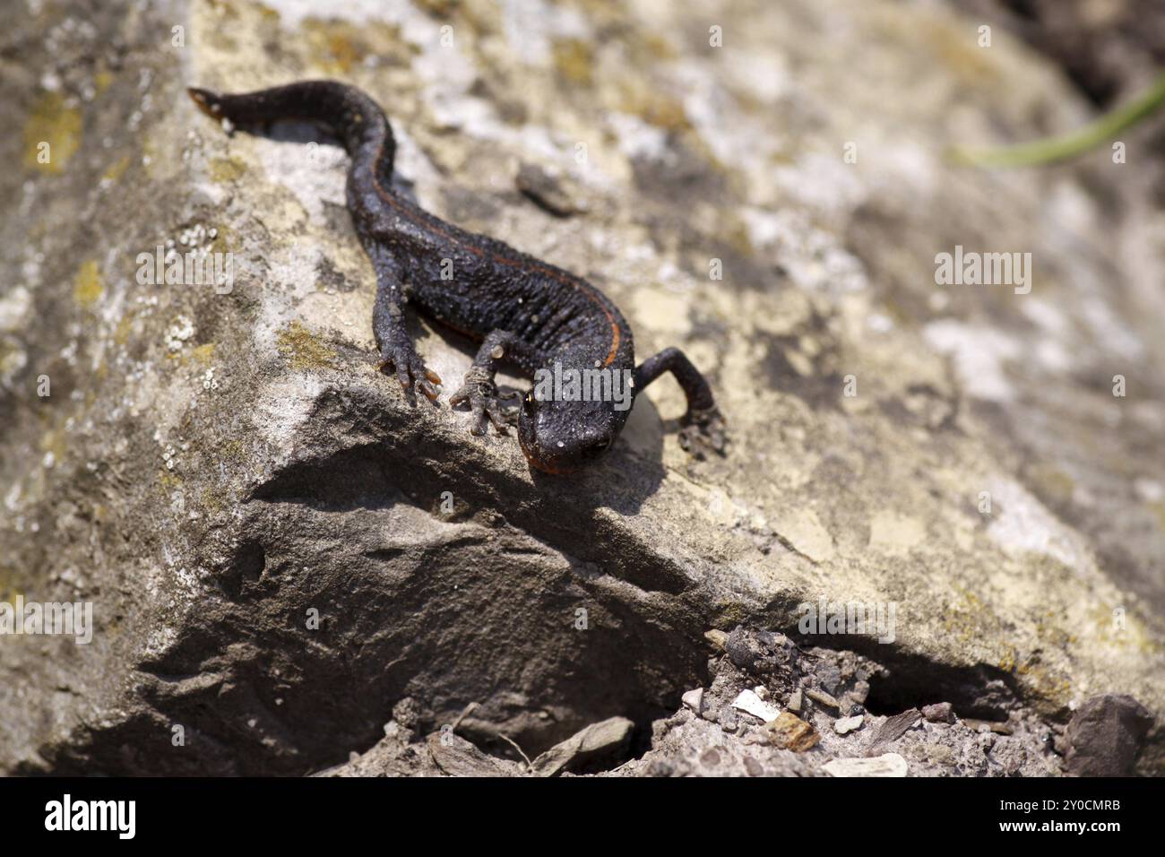 Alpine newt in country traditional costume Stock Photo - Alamy