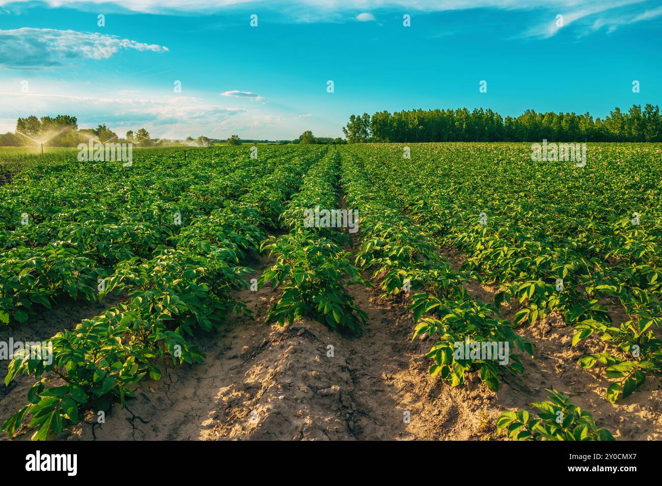 Agricultural irrigation of cultivated potato crops on plantation field ...