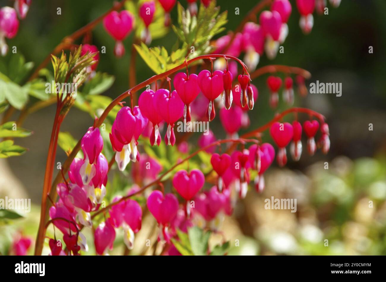 Weeping hearts flower hi-res stock photography and images - Alamy