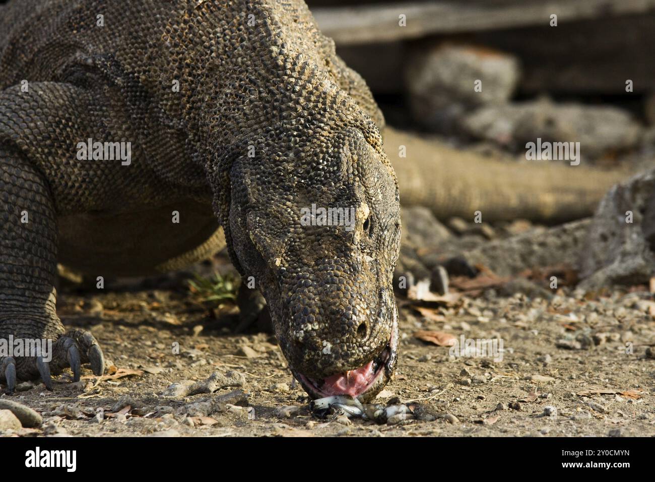 A Komodo dragon feeds on a morsel of organ meat Stock Photo - Alamy