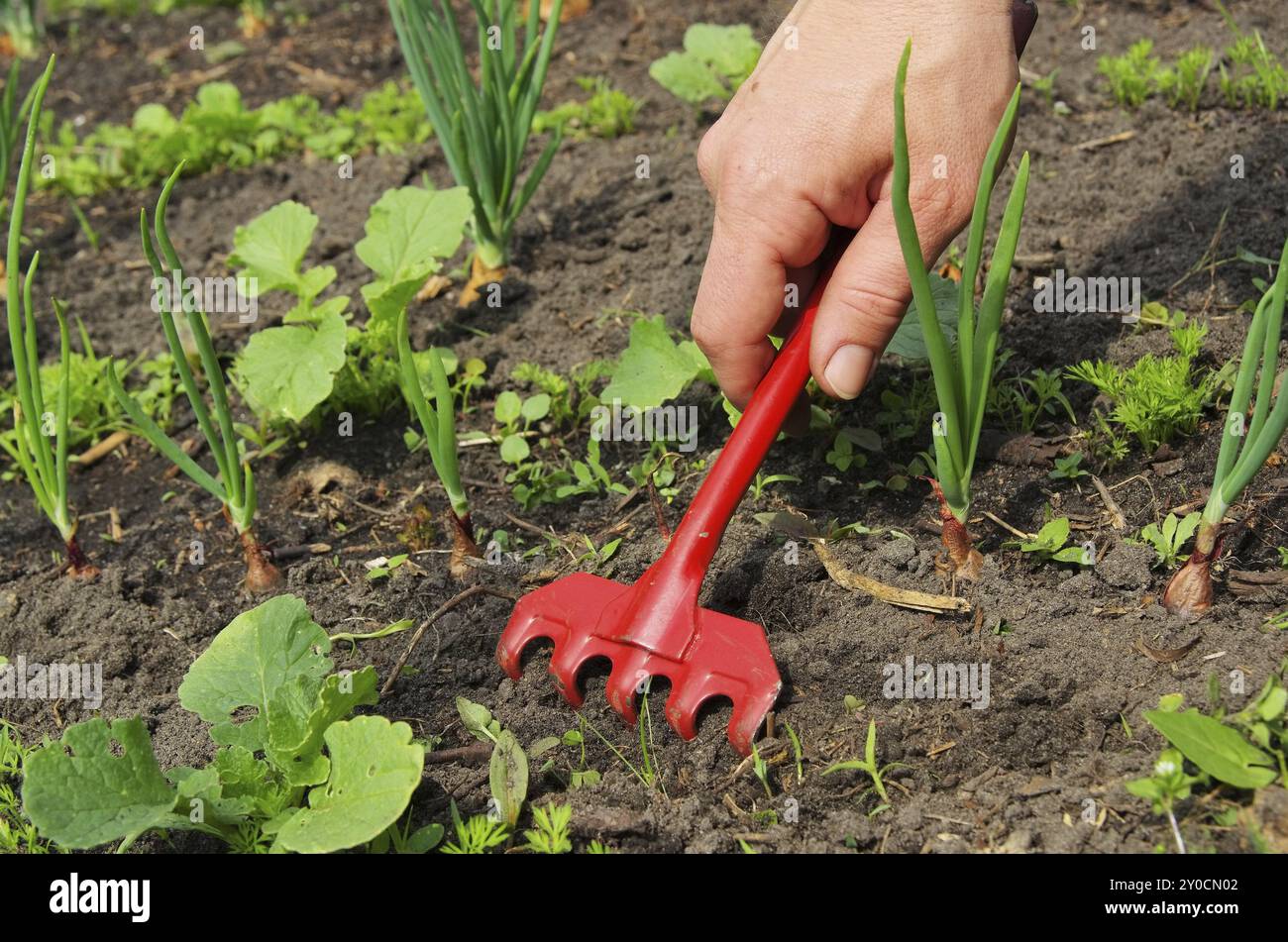Plucking out weeds hi-res stock photography and images - Alamy