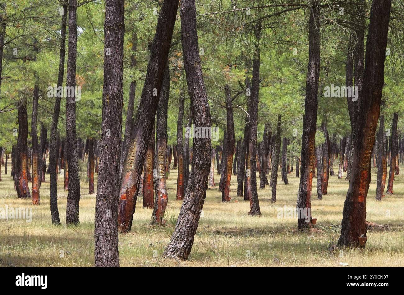 Natural resins hi-res stock photography and images - Alamy